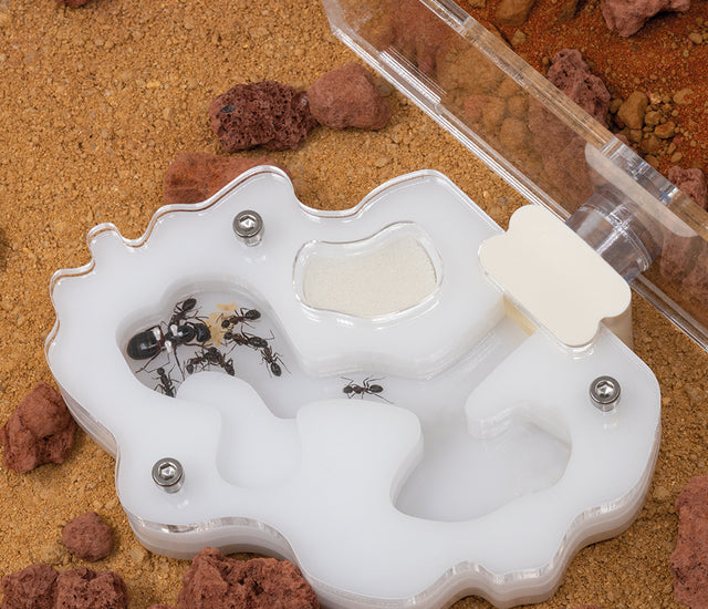 Top 10 Tips for Keeping Ants as Pets – AntKeepers
