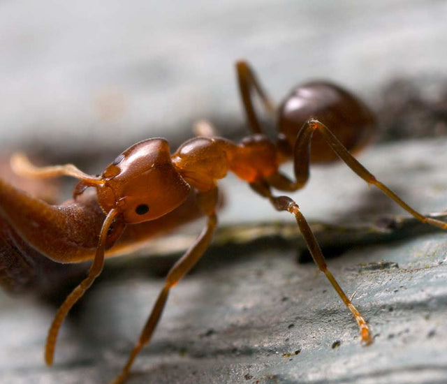 5 Fascinating Facts About Ants – AntKeepers