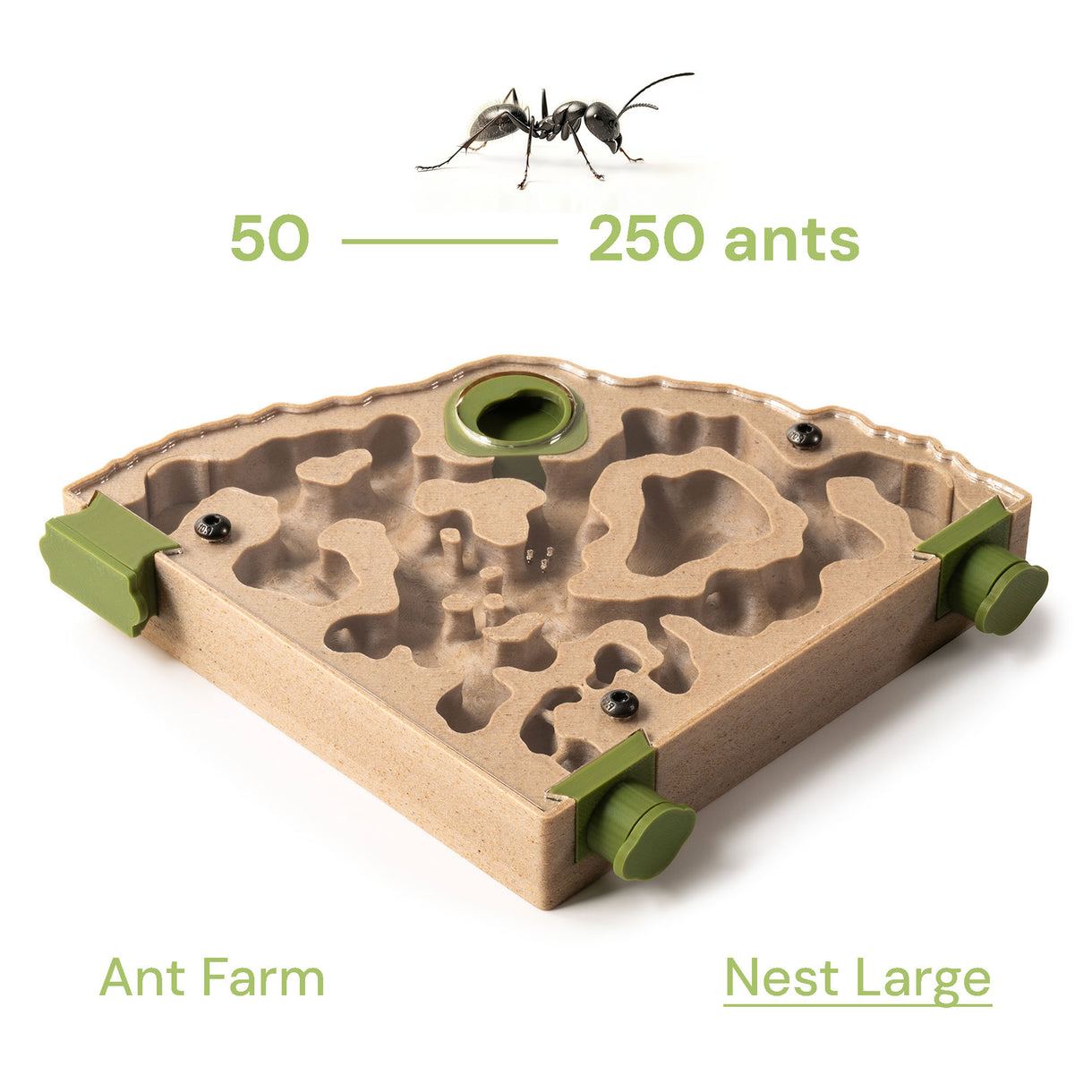 Nest Formicarium (Ant Farm) – AntKeepers