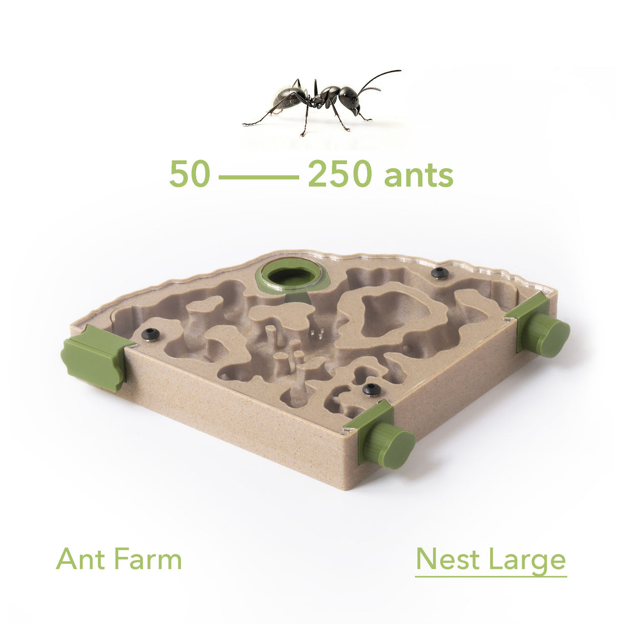 Antkeeping Starter Pack (Ant Farm + Outworld) – AntKeepers