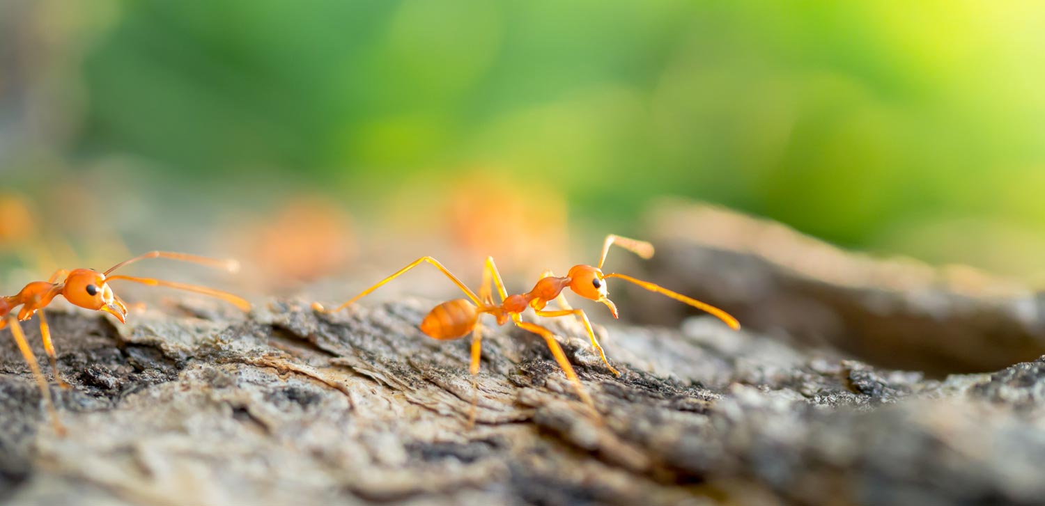 Ant Buyer's Guide – AntKeepers