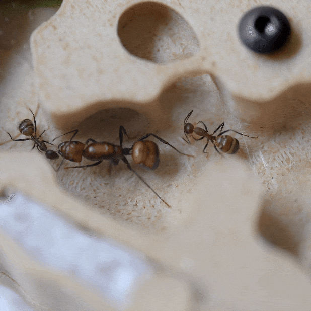 Nest Formicarium (Ant Farm) – AntKeepers